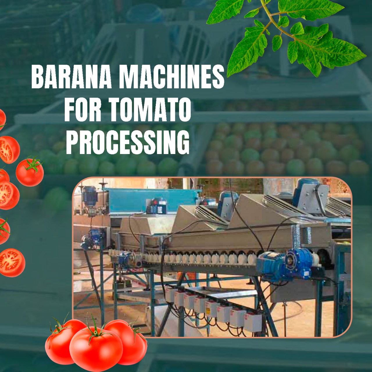 Tomato processing machine