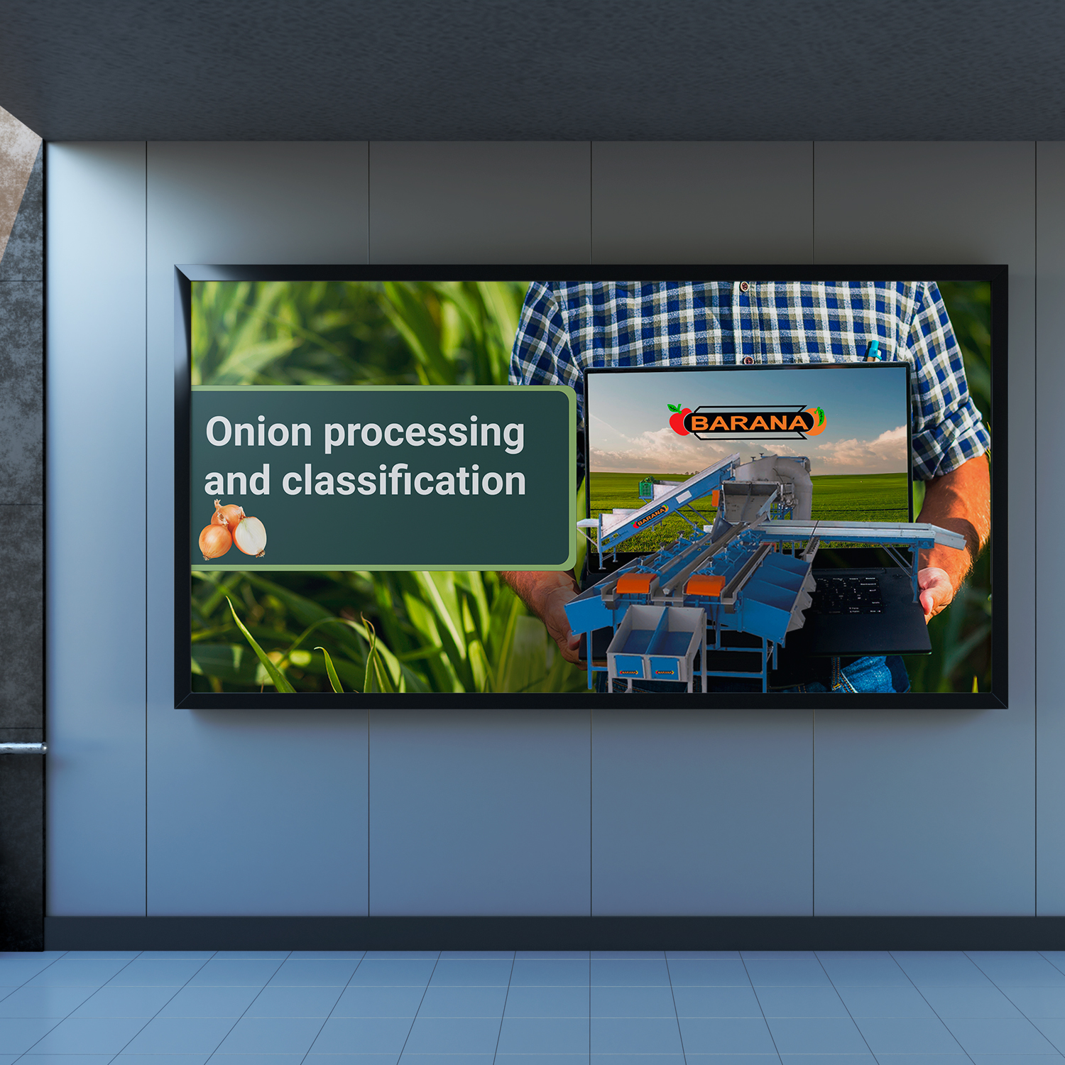 Onion processing and classification