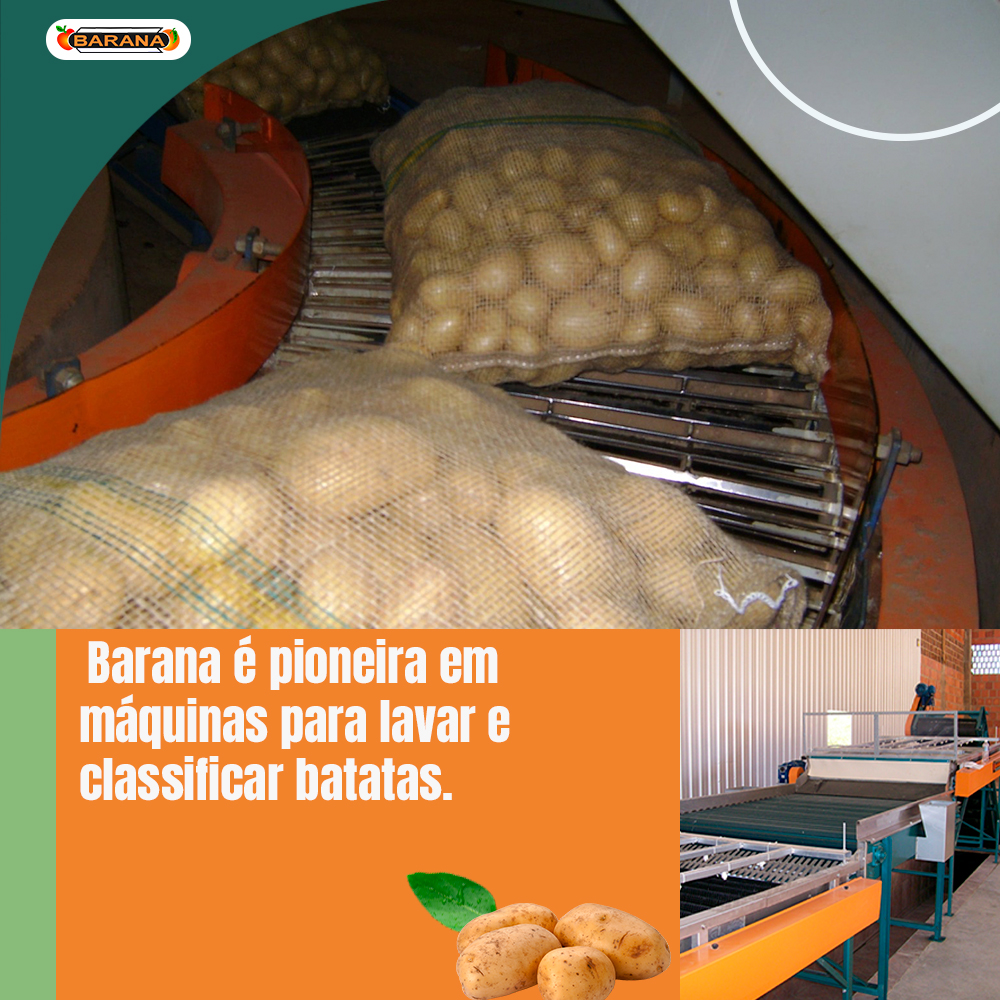 Barana é pioneira em máquinas para lavar e classificar batatas.